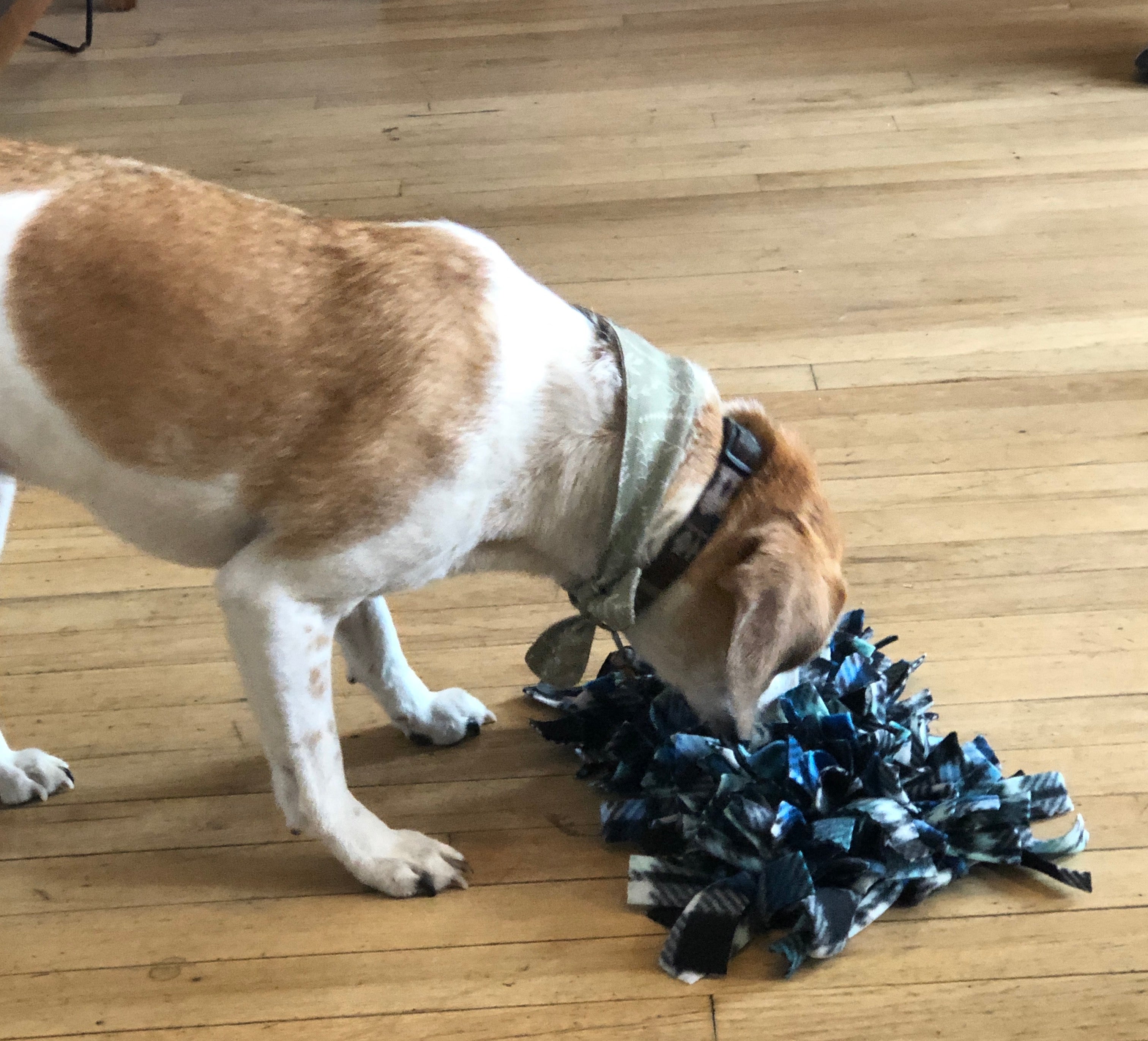 Pets Pizzazz Small Snuffle Mat – The Celebrate Shop